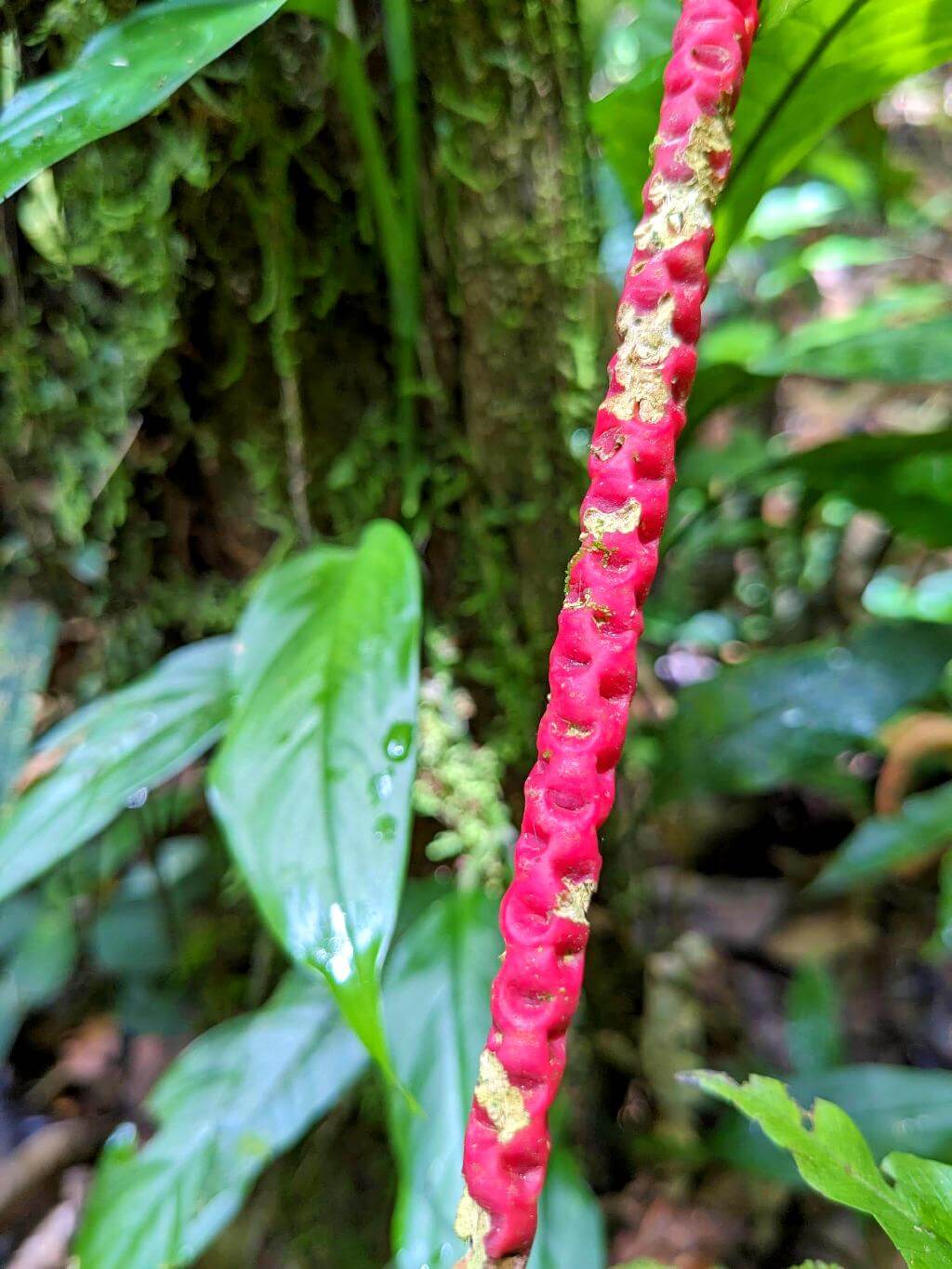 Expedition to Sloth Preserve & Rio Celeste Waterfall - Link Expeditions