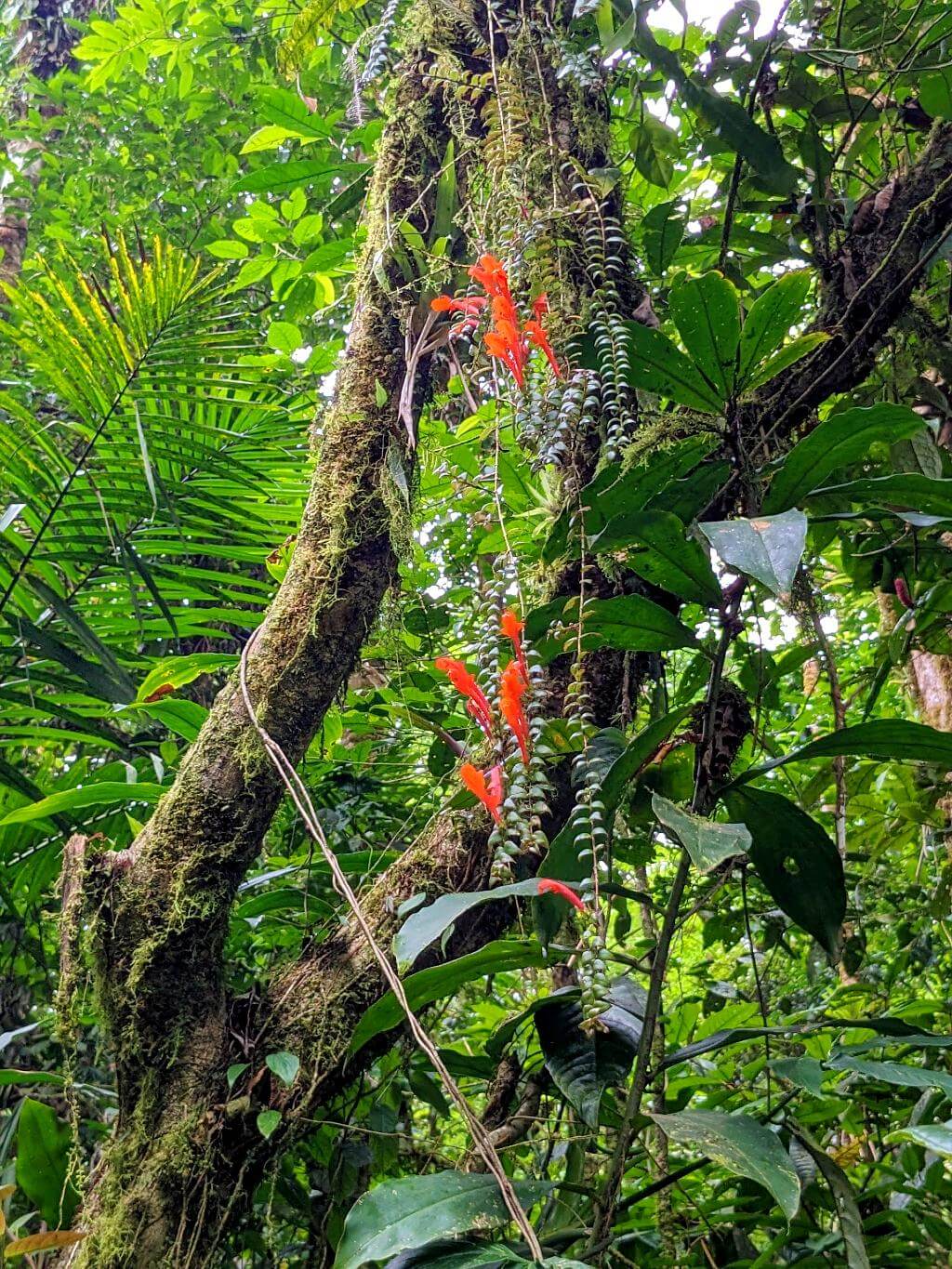 Expedition to Sloth Preserve & Rio Celeste Waterfall - Link Expeditions